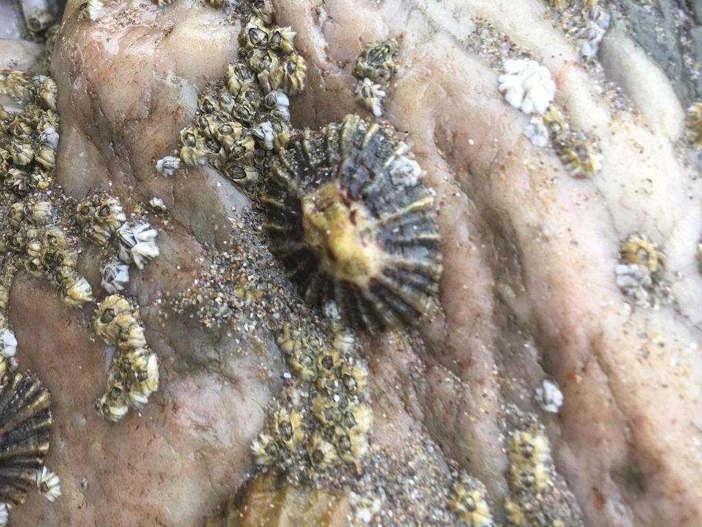 Black-footed Limpet (Intertidal species of NE Atlantic) · iNaturalist