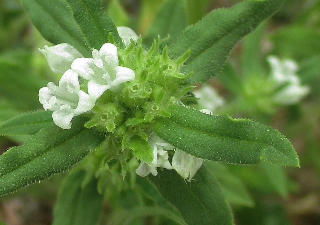buttonweed (Flora of Lapalala Wilderness) · iNaturalist