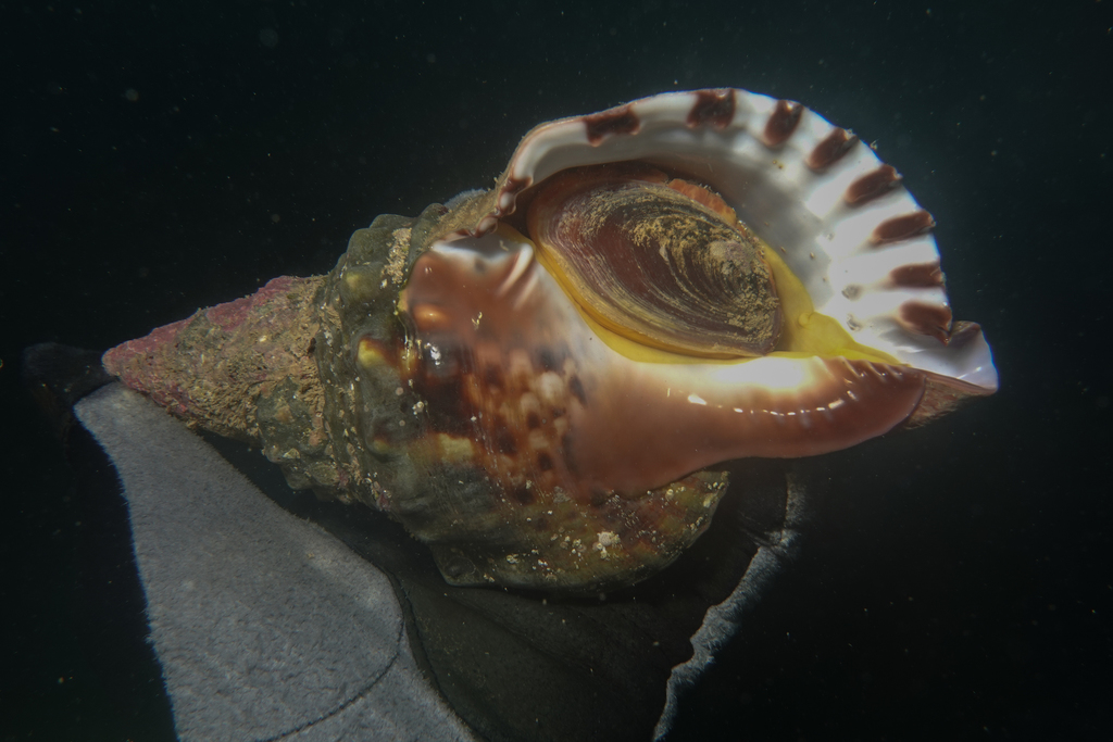 Knobbed Triton Snail (Marine invertebrates of Randwick costal area ...