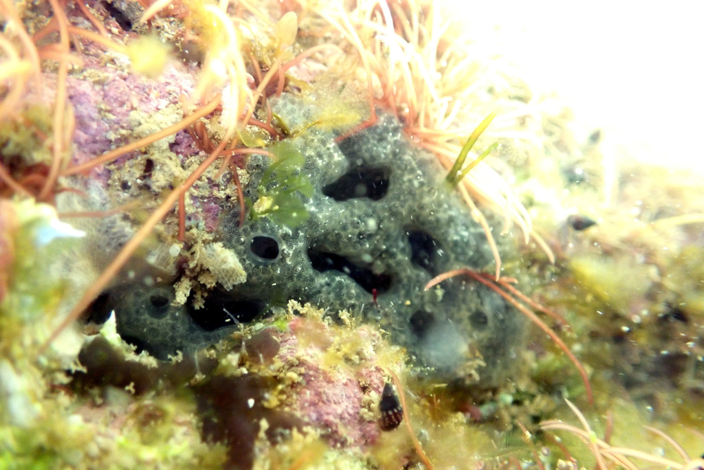 Trididemnum nobile from Maslin Beach SA 5170, Australia on August 09 ...