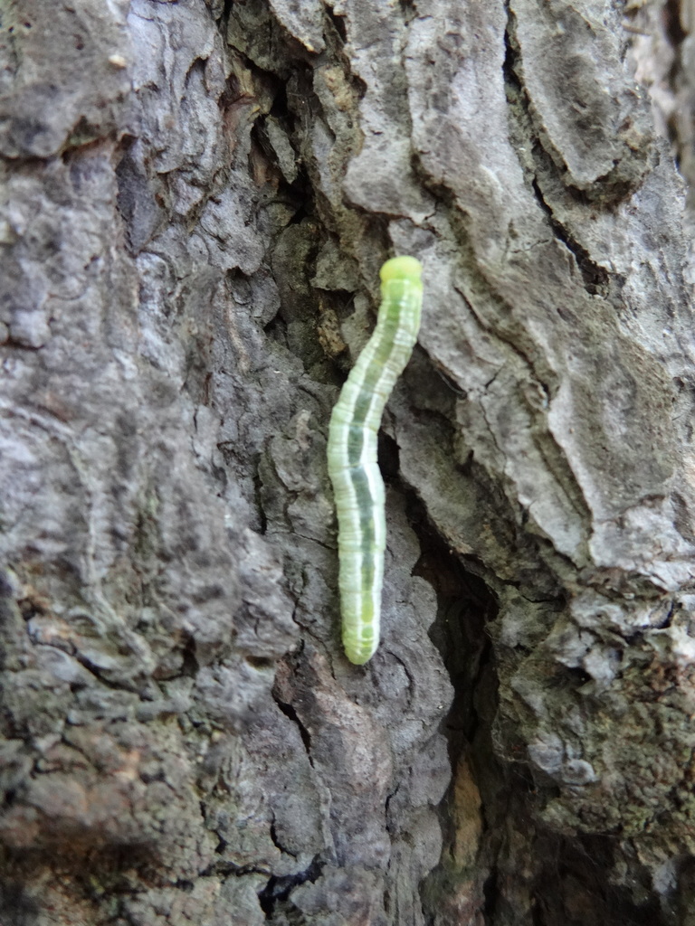 Plumed Prominent from Восточный административный округ, Москва, Россия ...