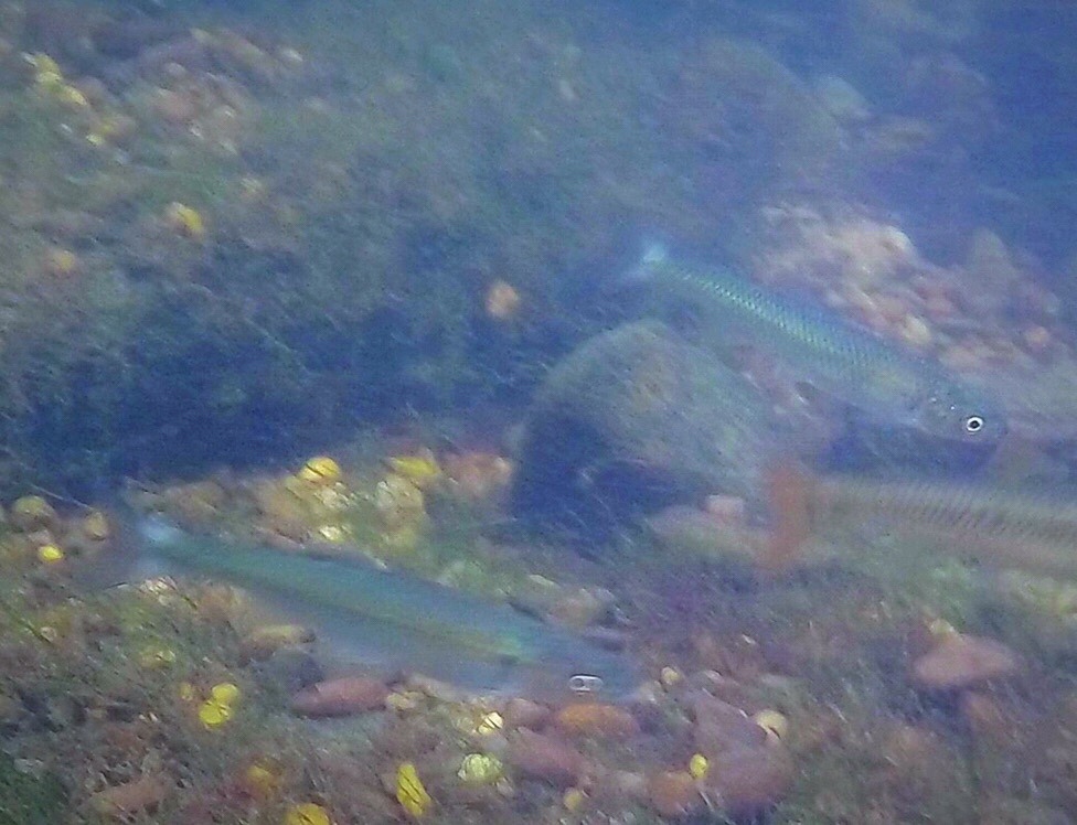 Whitetail Shiner (Cyprinella galactura) - Marine Life Identification