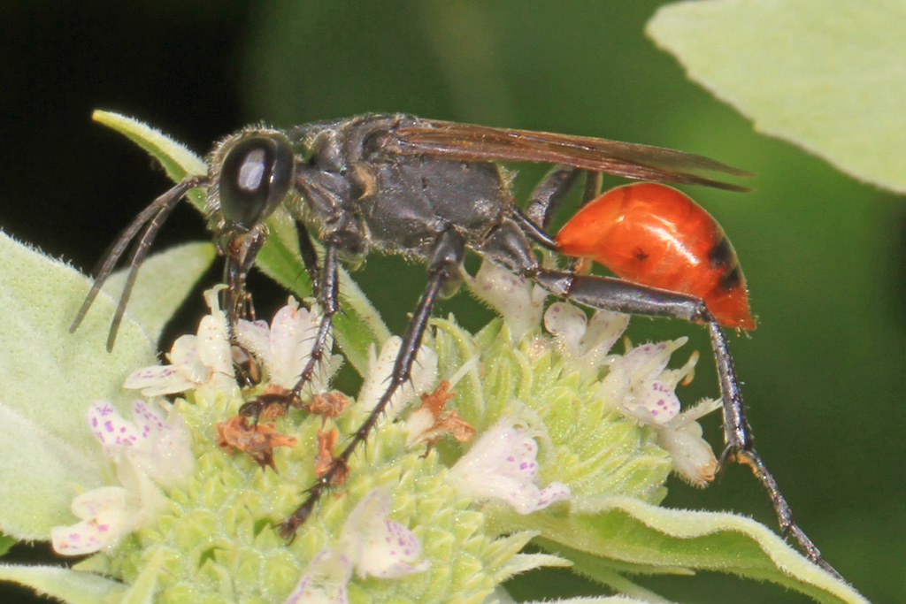 Prionyx parkeri (Wasps, Bees, and Ants of the Richmond, Henrico, and ...