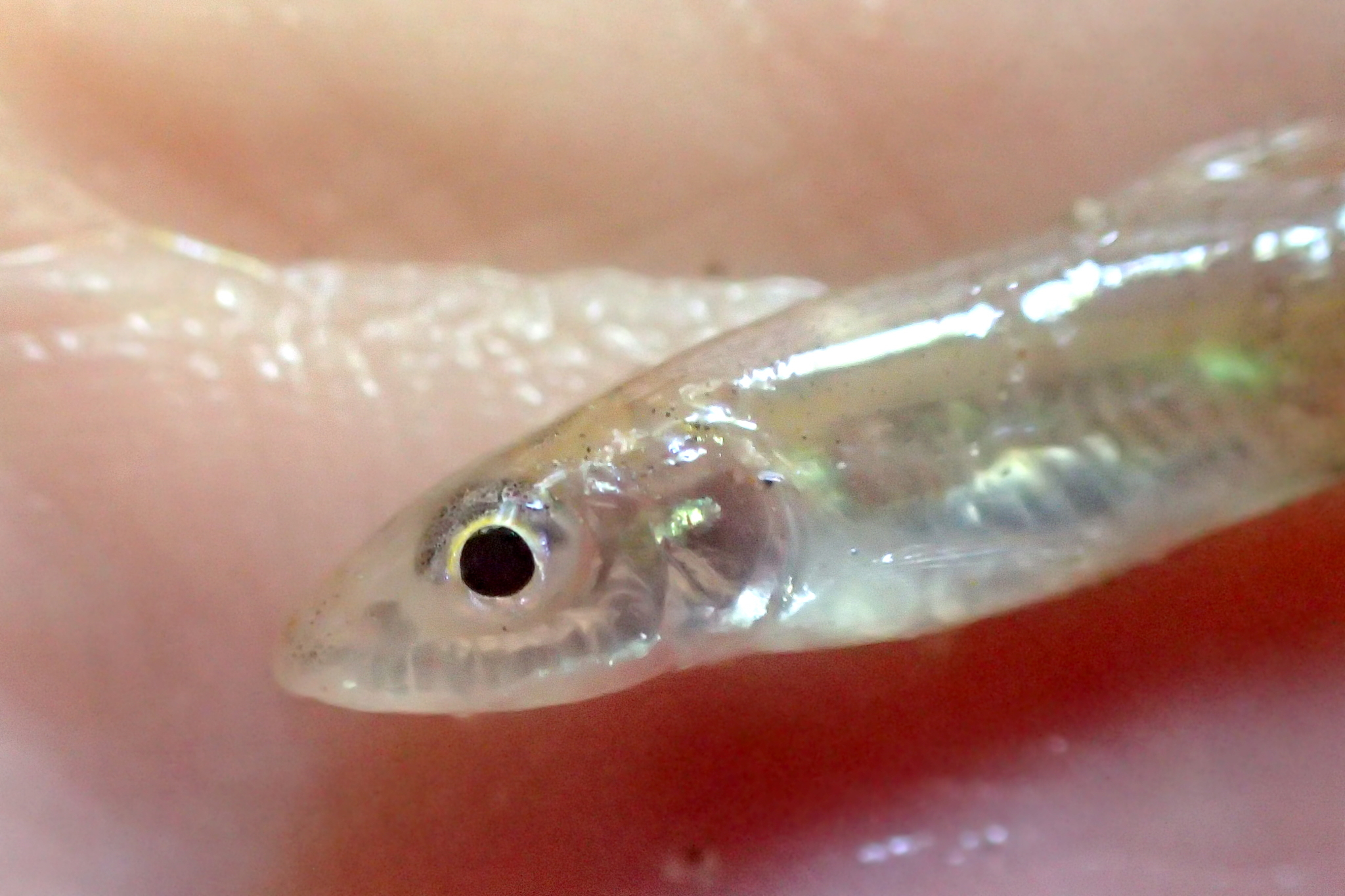 Ericymba amplamala (Pera & Armbruster, 2006)