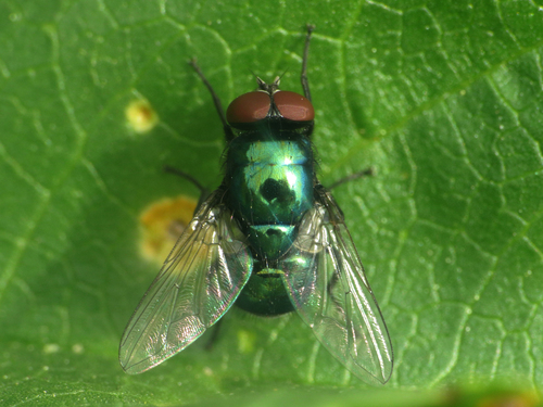 Genus Pyrellia · iNaturalist