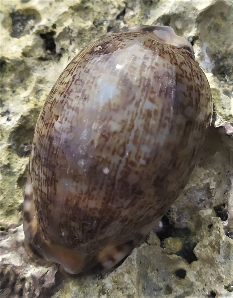 Arabian Cowry from Kaohsiung, Kaohsiung, Taiwan on December 26, 2019 at ...
