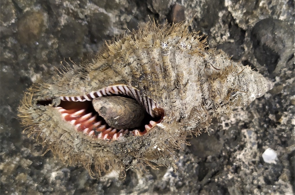 Common Hairy Triton Snail from Kaohsiung, Kaohsiung, Taiwan on December ...