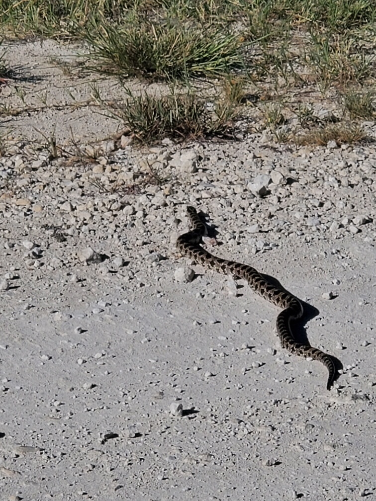 Prairie Kingsnake from Pvt Rd 1191, Baird, TX, US on August 09, 2020 at ...