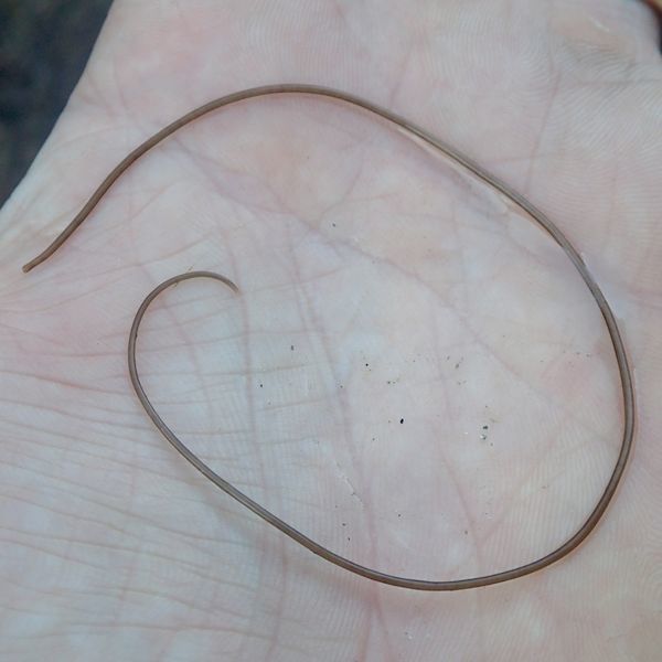 Gordius aquaticus (Catálogo de especies de "El cañón de la Carbonera ...