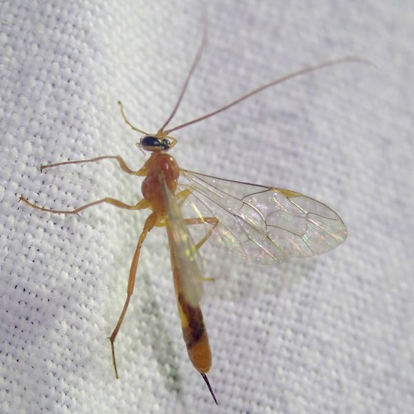 Netelia ocellaris from 10260 Fouchères, France on October 13, 2018 at ...