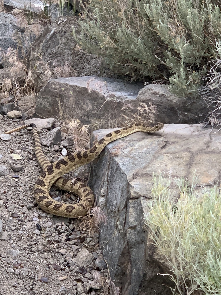 Great Basin Rattlesnake from Sidehill Dr, Sun Valley, NV, US on May 29 ...