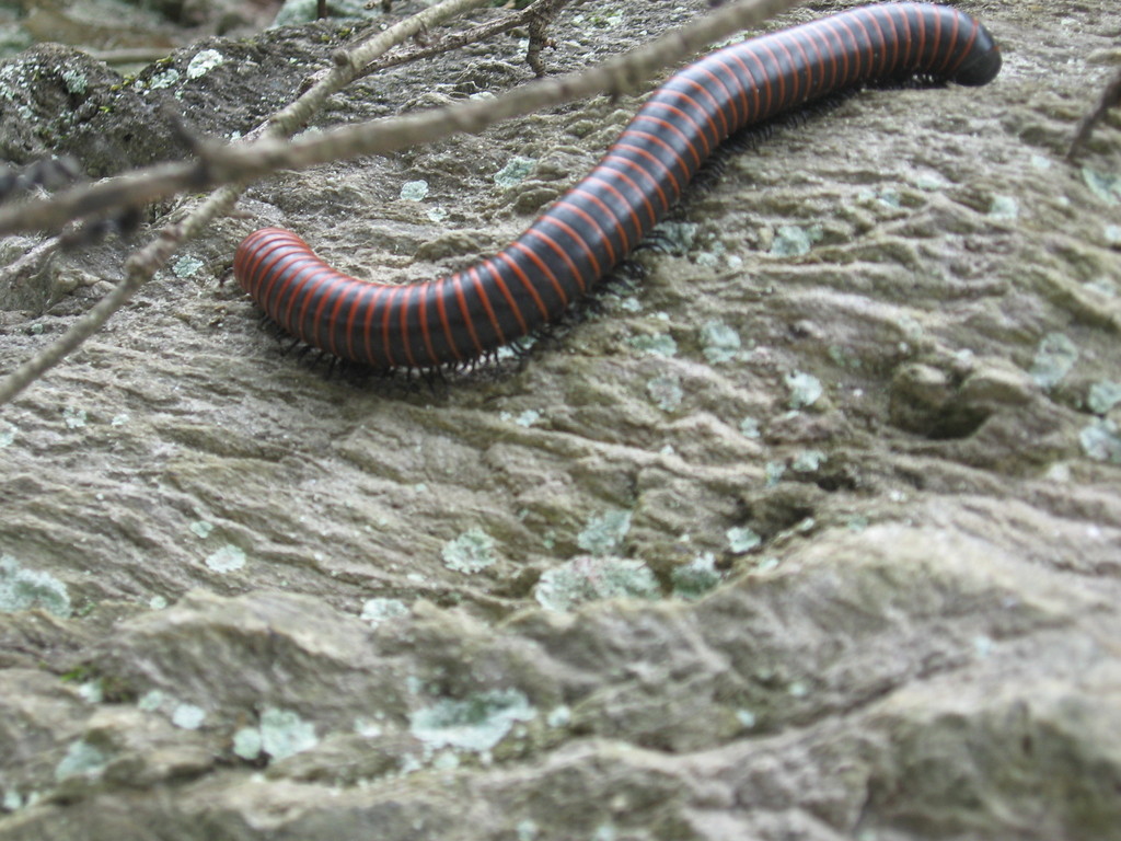 Spirobolus grahami from Danjiangkou, Shiyan, Hubei, Китай on September ...
