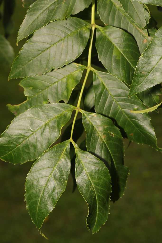 European ash from Hale Park, Church Road, Hale, Cheshire, England, UK ...