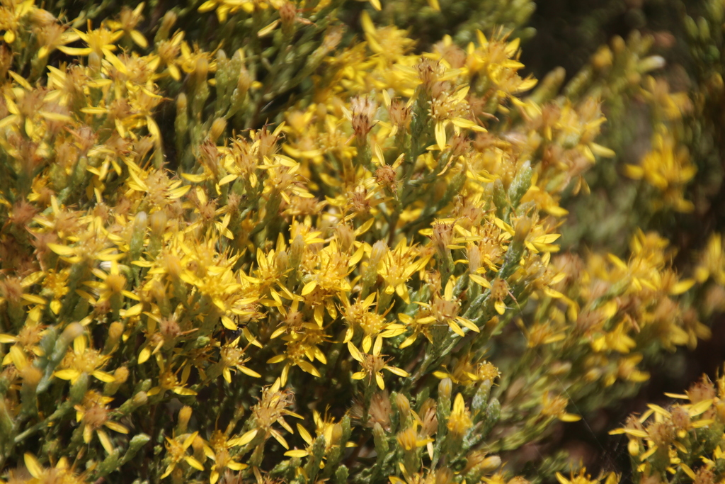 California Goldenbush (CNLM Santa Barbara Plants) · iNaturalist