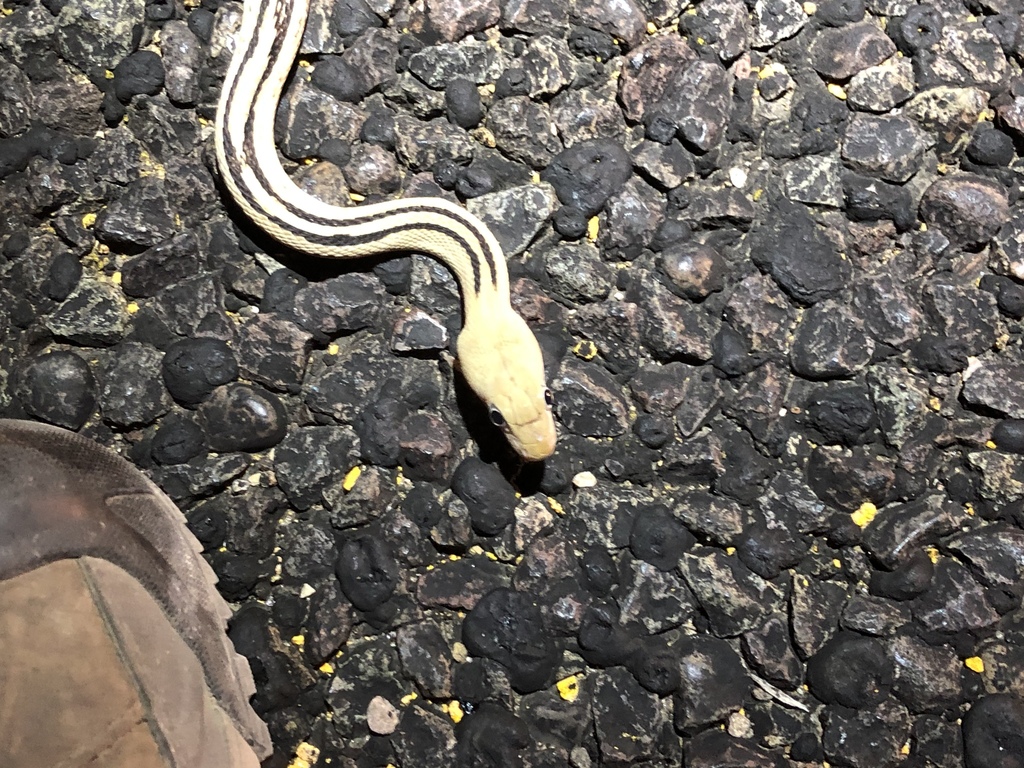 Trans-pecos Ratsnake from RM-2627, Alpine, TX, US on July 23, 2020 at ...