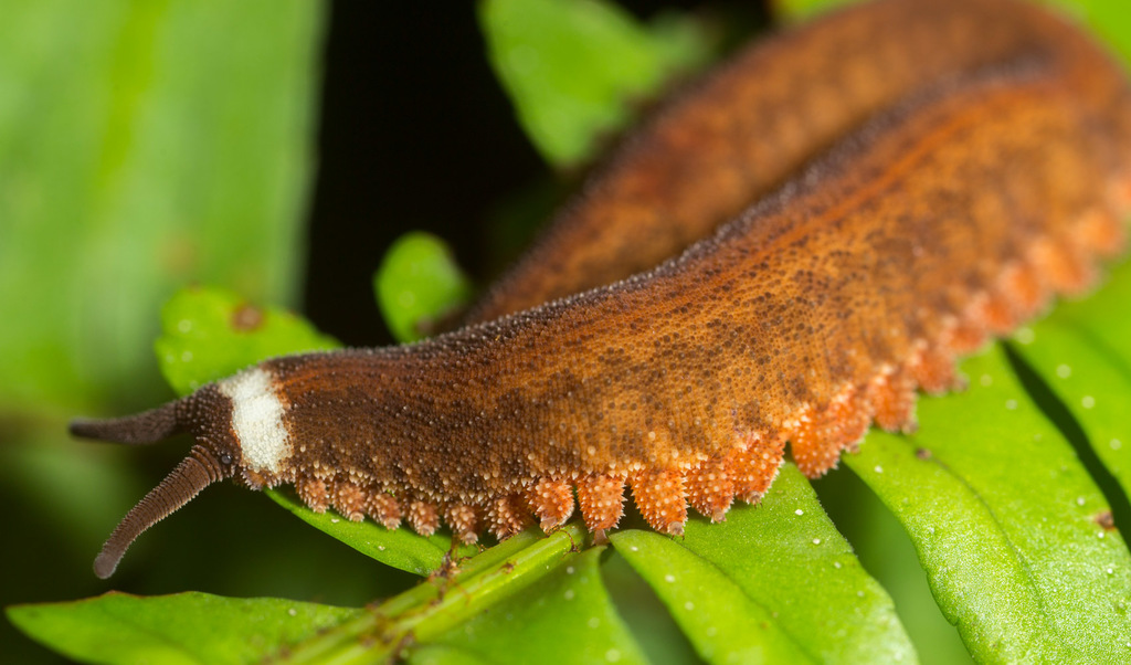 Peripatidae (Artropodos) · iNaturalist