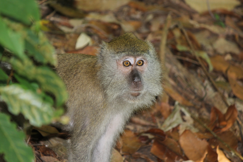 Common Long-tailed Macaque (Macaca fascicularis fascicularis) - Know ...
