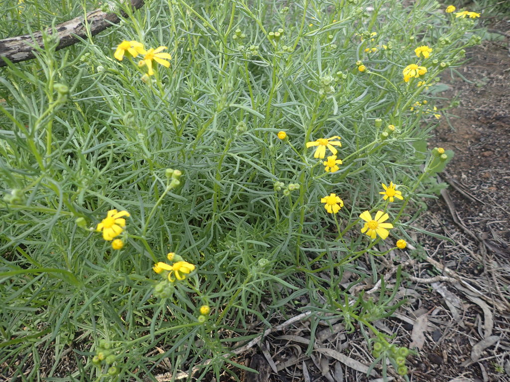 Variable Groundsel from Monarto South SA 5254, Australia on July 8 ...