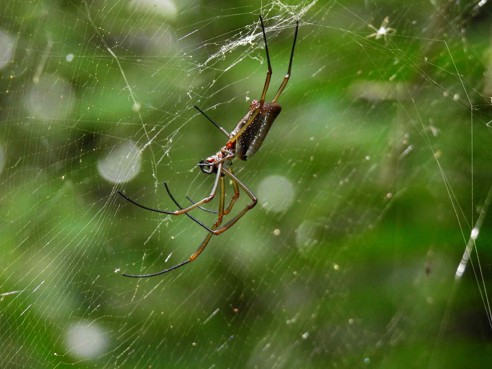 Nephila cornuta (Pallas, 1772)