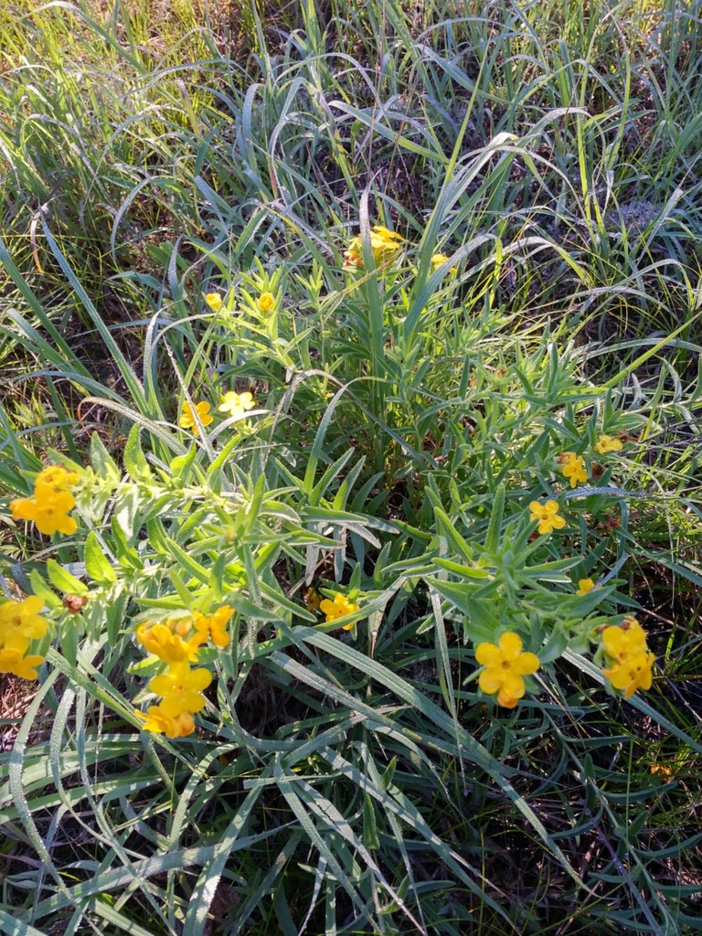 hairy puccoon from 16401-16799 Kimbal Lake Road Gordon, WI 54838 on ...
