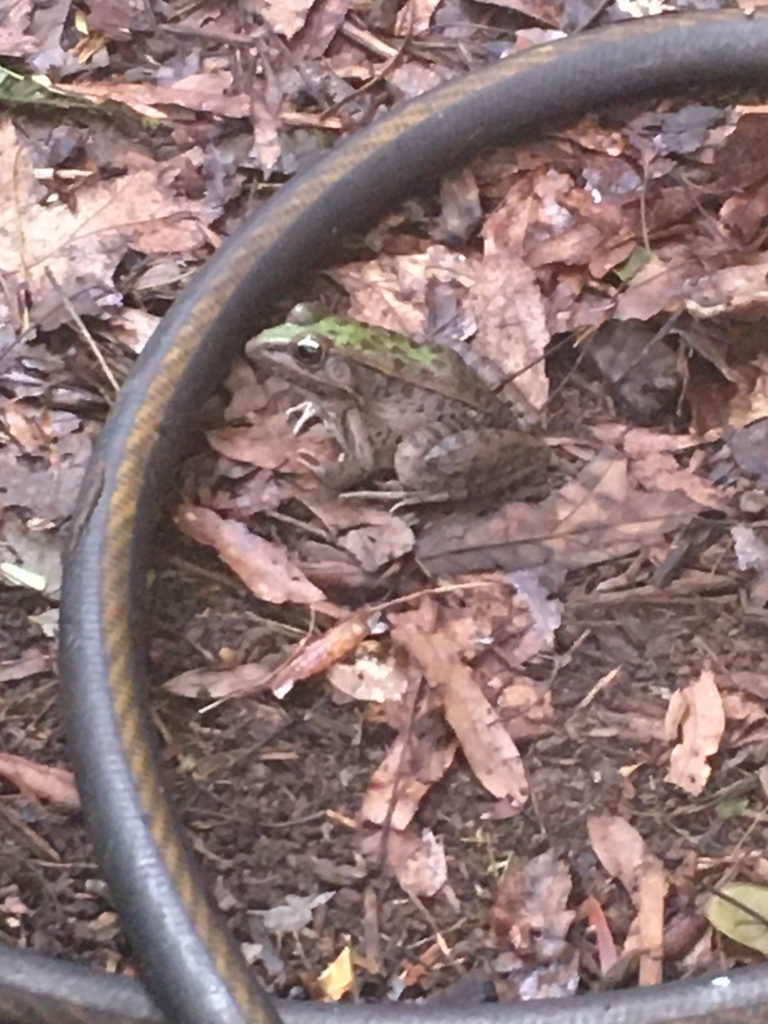 Southern Leopard Frog in August 2020 by kobibee52 · iNaturalist