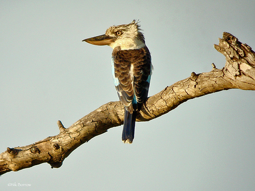 New Guinea Blue-winged Kookaburra (Subspecies Dacelo leachii intermedia ...