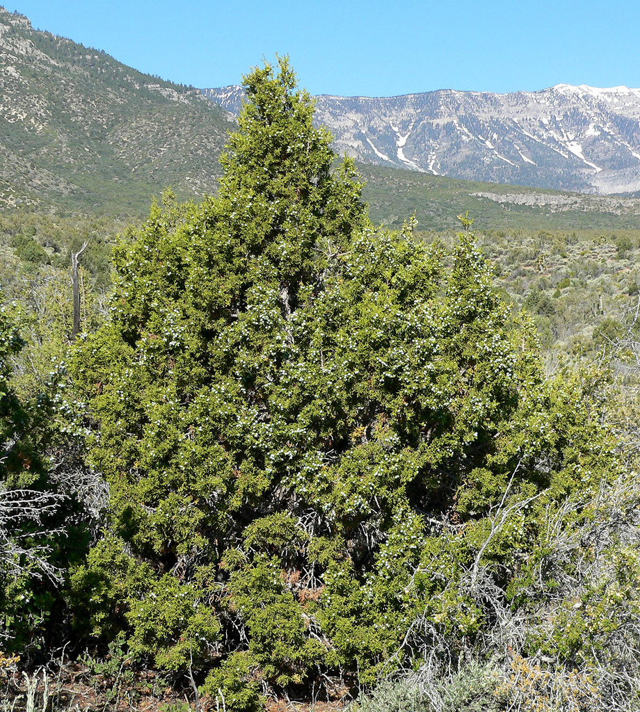 Utah Juniper (Juniperus osteosperma) - Botanical Realm