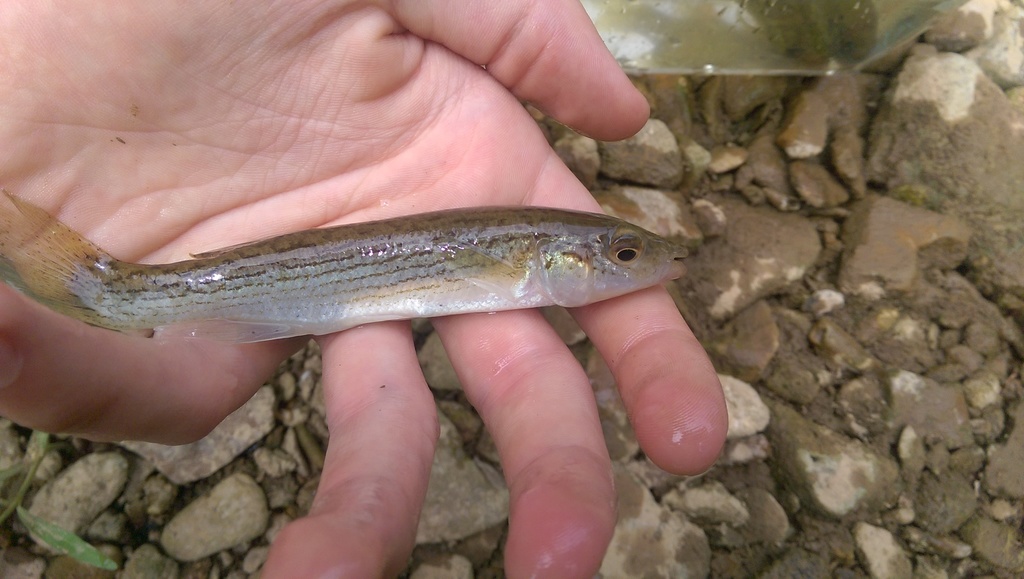 Northern Studfish (Fundulus catenatus) - Marine Life Identification