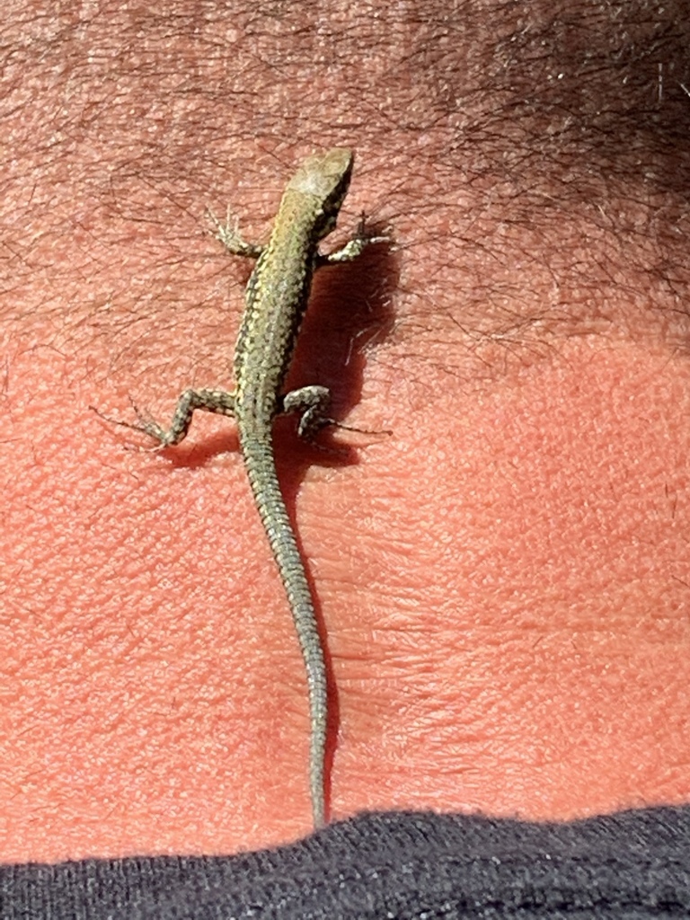 Common Wall Lizard from Vancouver Island, Nanaimo, BC, CA on August 9 ...