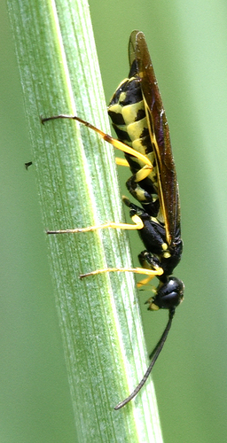 Wheat Stem Sawfly (Cephus cinctus) · iNaturalist