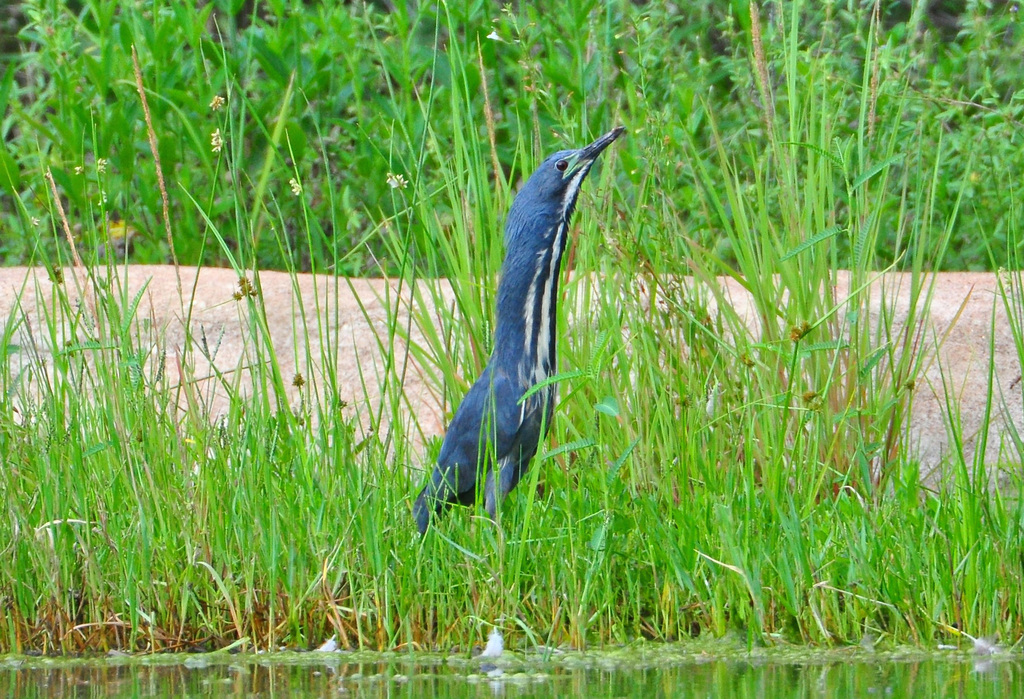 Dwarf Bittern (Ixobrychus sturmii) - Avian Discovery