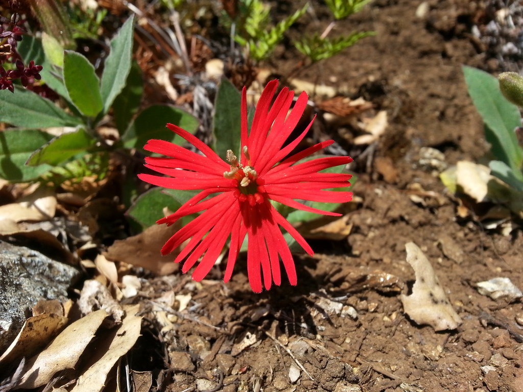 Indian pink (Wildflowers of Bouverie Preserve of ACR) · iNaturalist