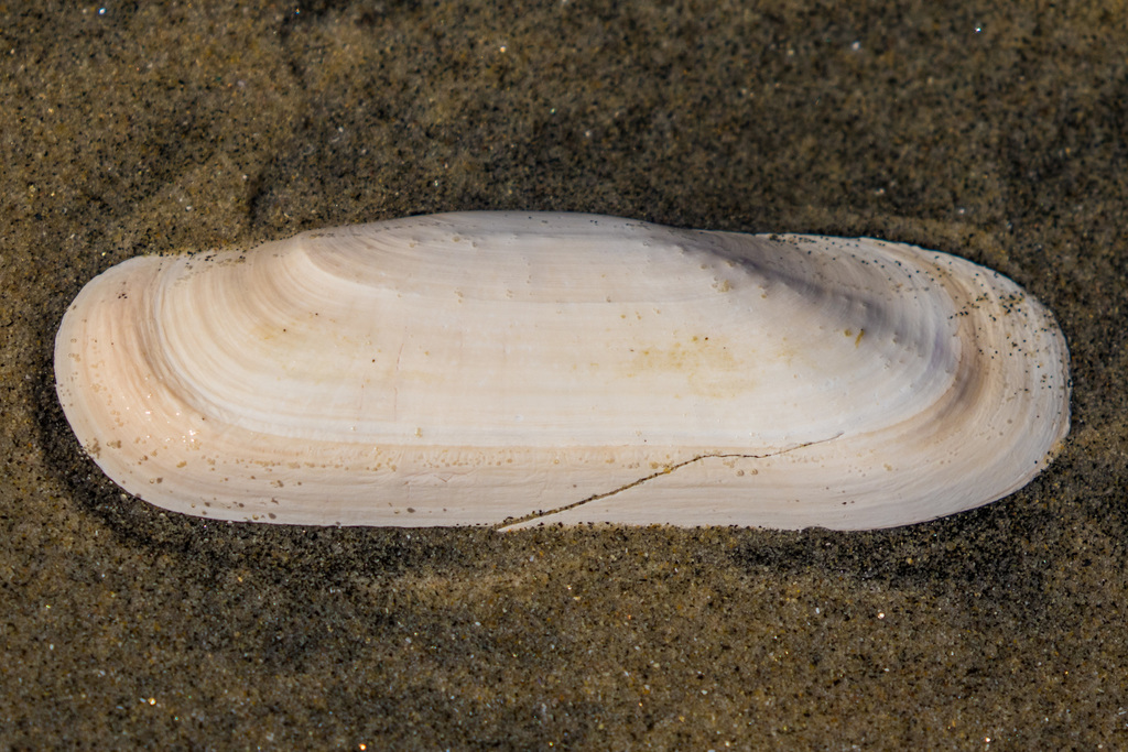California Jackknife Clam (China Cove Organisms) · iNaturalist