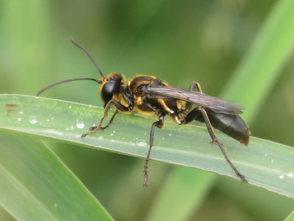 Golden-reined Digger Wasp (Wasps, Bees, and Ants of the Richmond ...