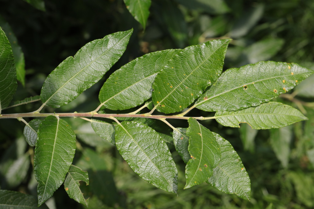 Broad-leaved Osier from Spike Island, Lower Church Street, Widnes, UK ...