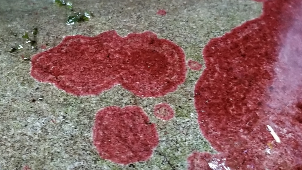 encrusting red algae from 7881, New Zealand on August 09, 2020 at 11:06 ...