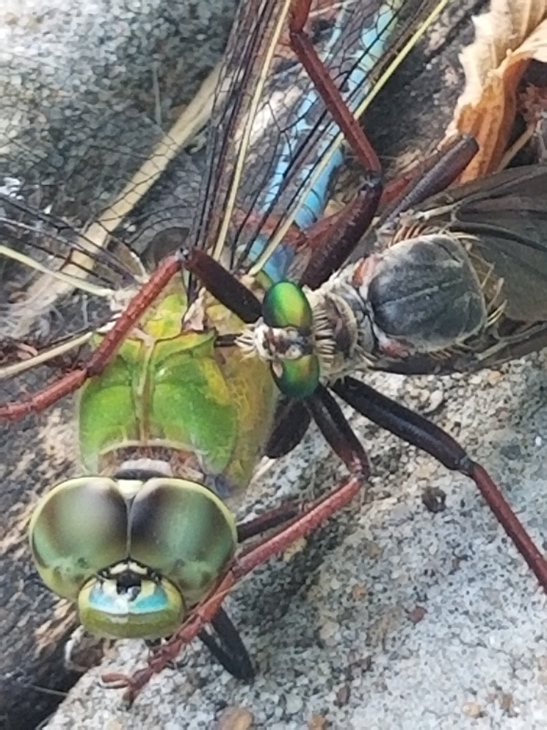 Giant Prairie Robber Fly from Dallas, TX 75233, USA on August 9, 2020 ...