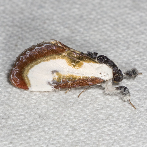 Beautiful Wood-nymph (Common Moth and Butterflies of Indiana) · iNaturalist