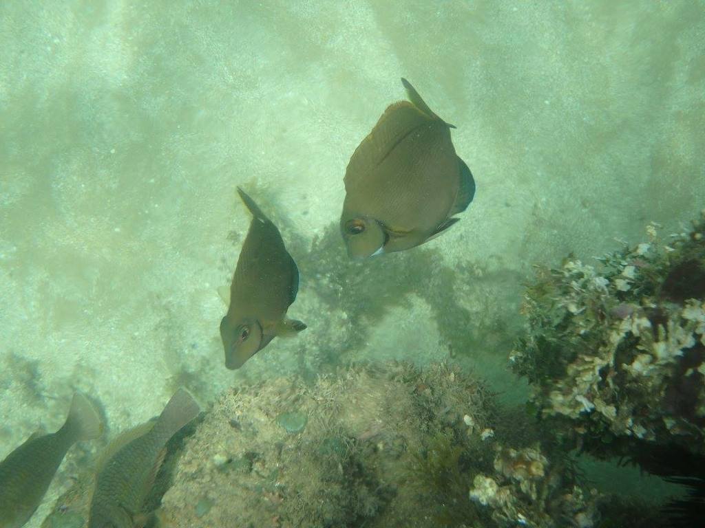 Brazilian Ocean Surgeonfish (Acanthurus bahianus) - Marine Life ...