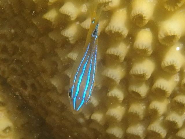 Brazilian Cocoa Damselfish (Stegastes variabilis) - Marine Life ...