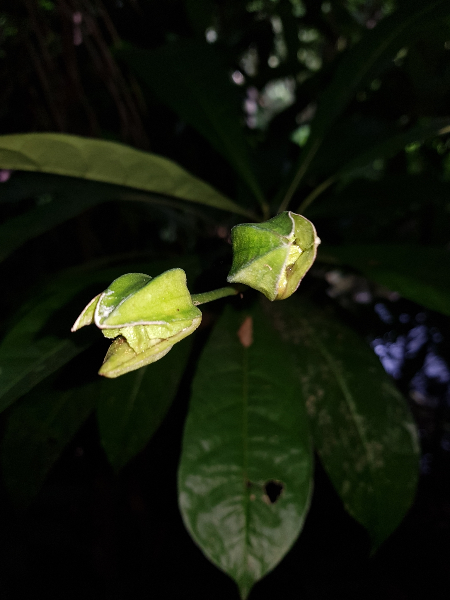 Erythrochiton gymnanthus Kallunki