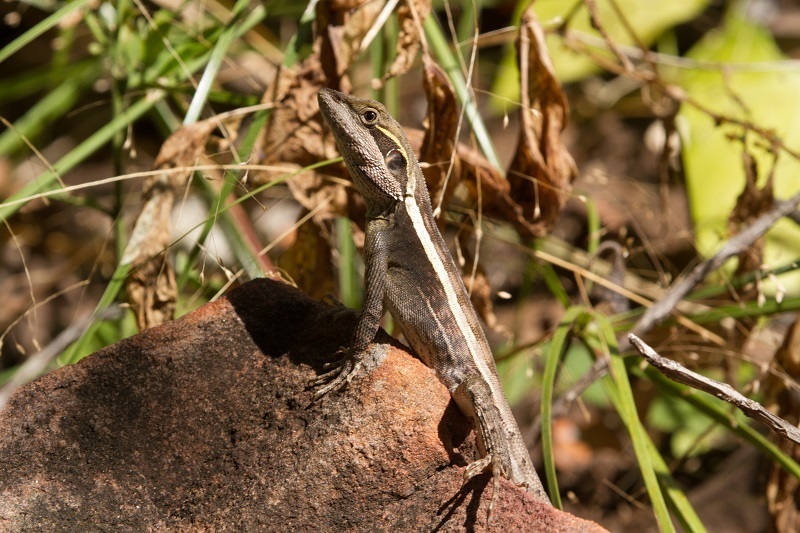 Gilbert's Dragon from Katherine Gorge, Nitmiluk NT 0852, Australia on ...