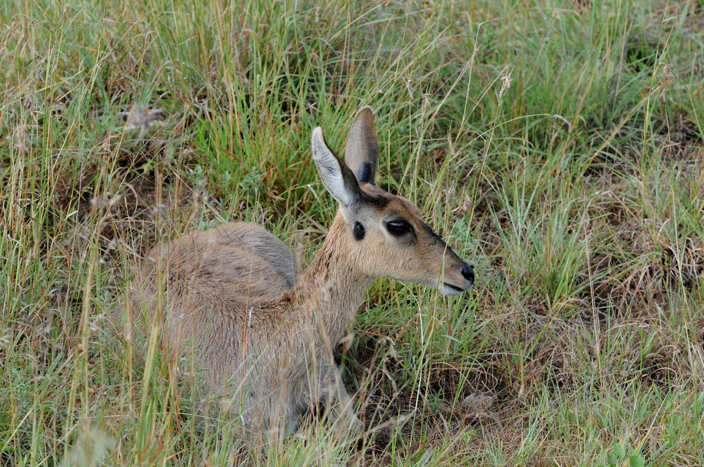 Chanler's Mountain Reedbuck (Redunca fulvorufula chanleri) - Know Your ...