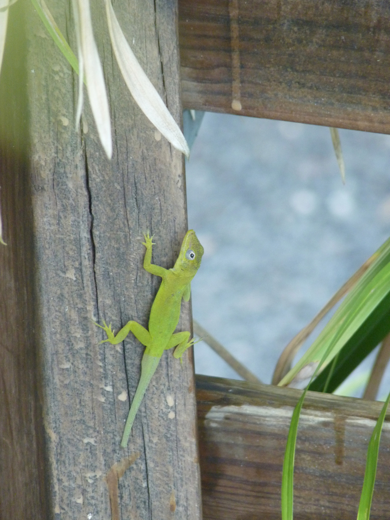Anolis marmoratus inornatus from Saint-François, Guadeloupe on August 5 ...