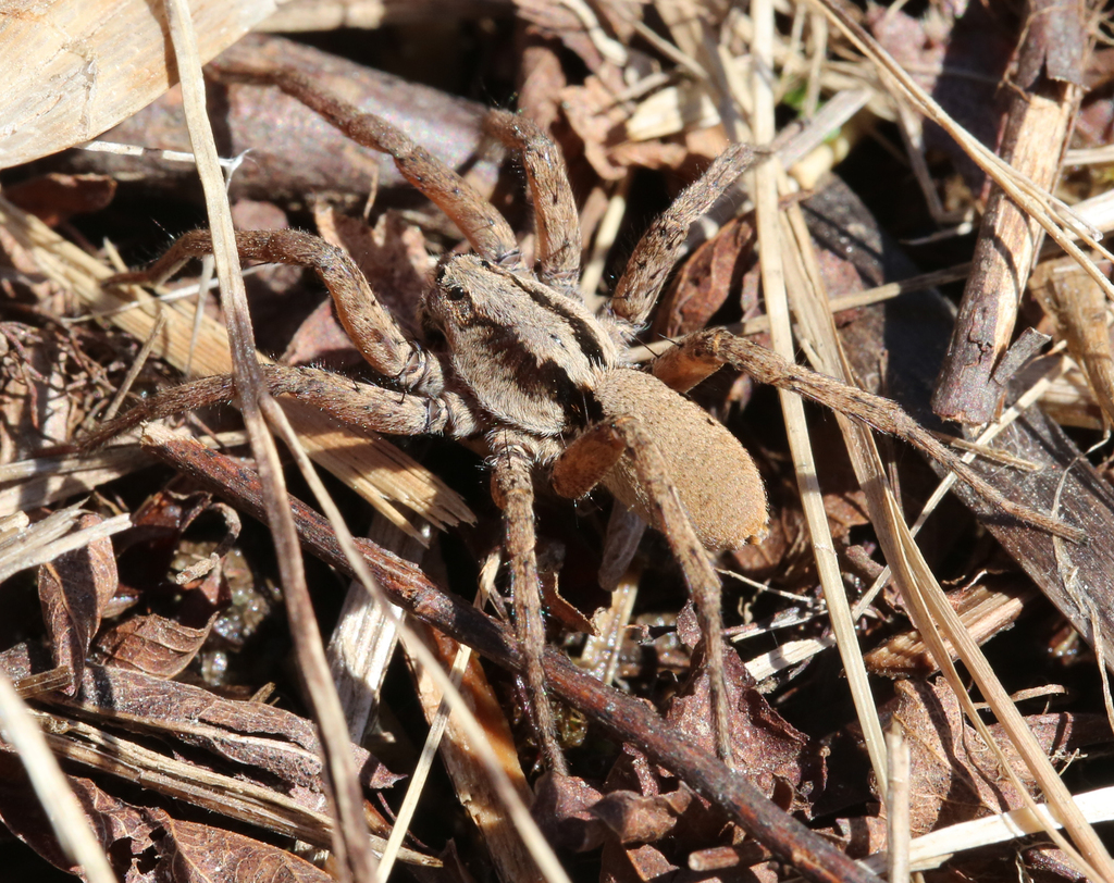 Drumming Sword Wolf Spider from Shirley Power Lines - Shirley, MA, USA ...
