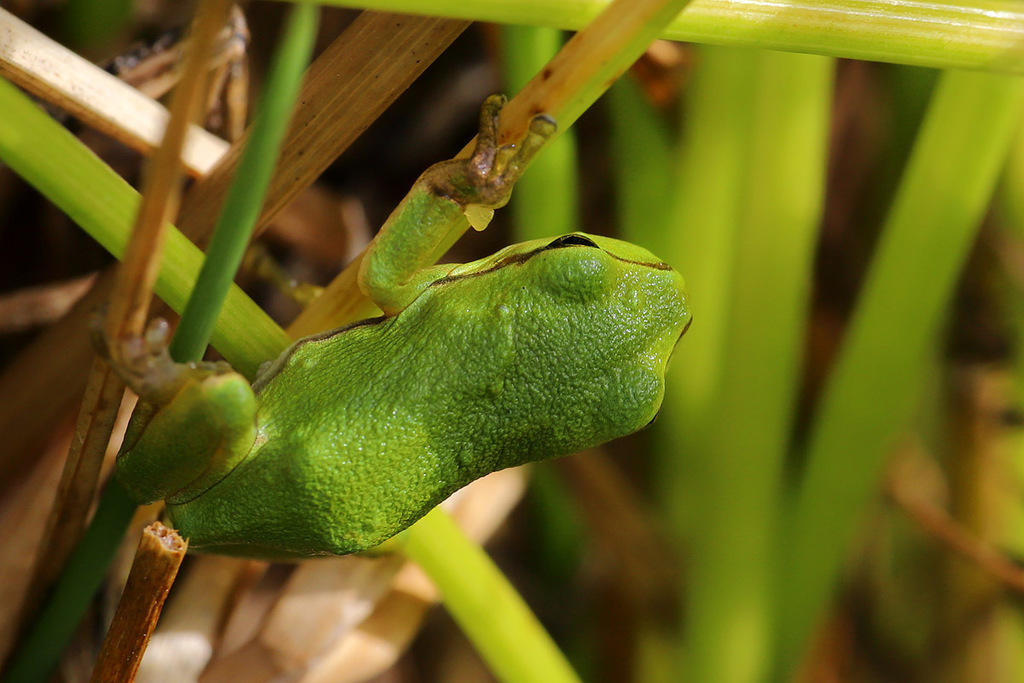 European Tree Frog from Vodrup, South Denmark, Denmark on August 06 ...