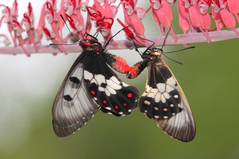 Cressida cressida cressida from Kakadu NT 0822, Australia on February 9 ...