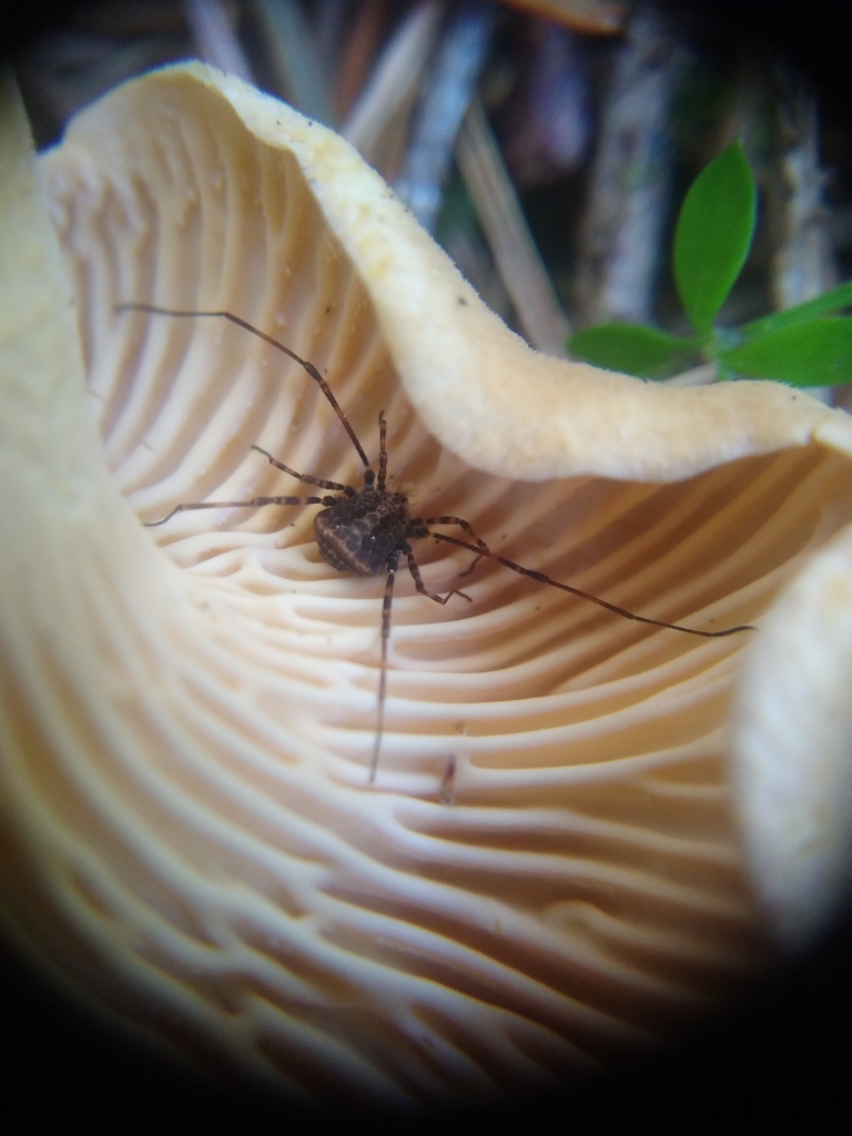 Ortholasma pictipes in August 2020 by Bobby Valentine · iNaturalist