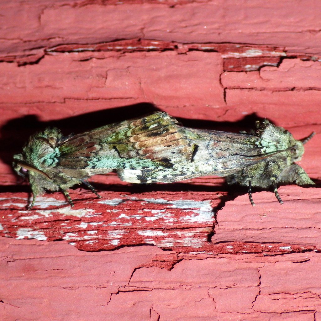Unicorn Prominent from Fitzgerald Rd, Burdett, NY 14818, USA on August ...