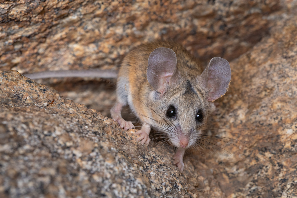 Cactus Mouse from San Diego County, CA, USA on August 7, 2020 at 10:14 ...